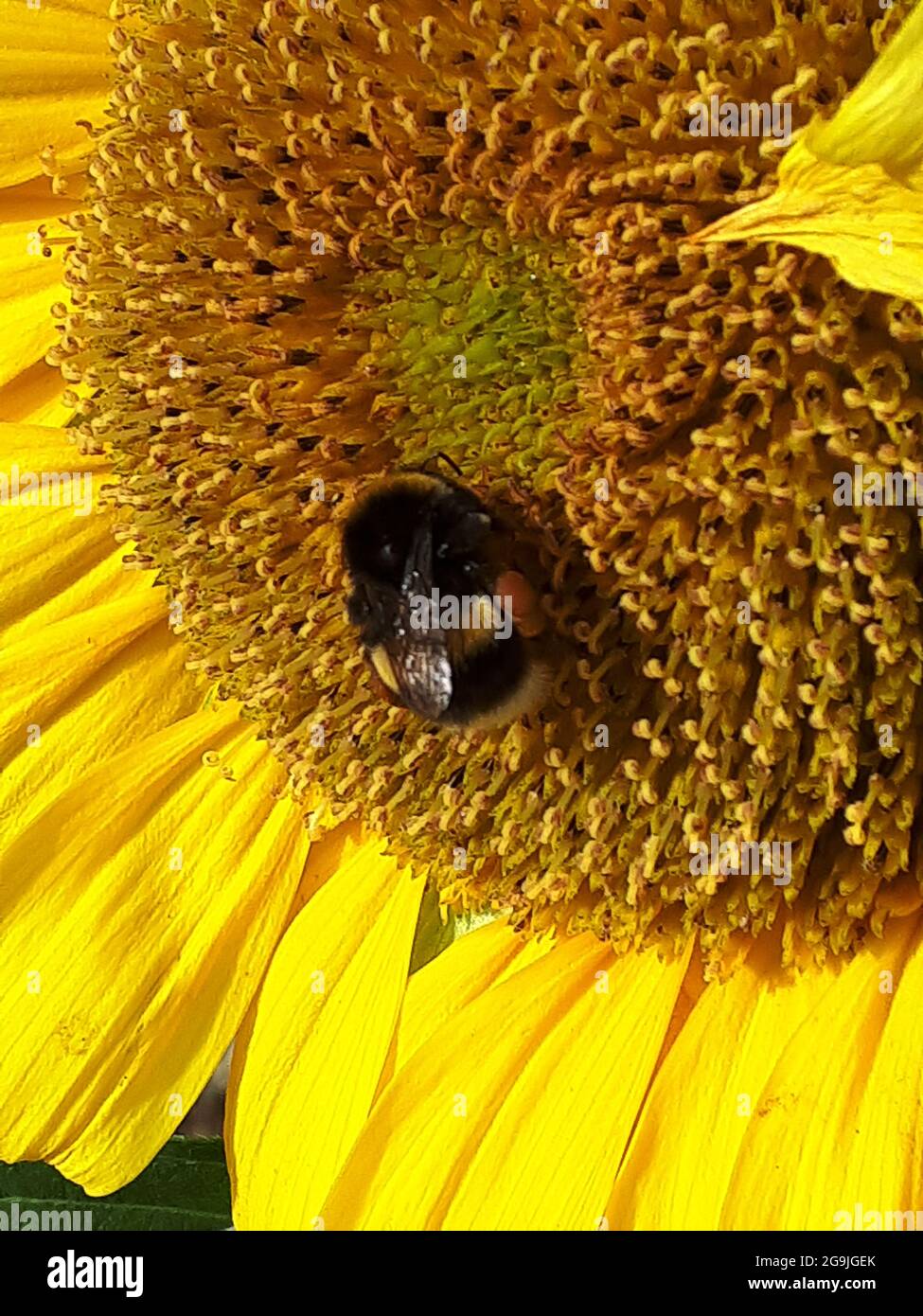 Stunning Sunflower in Pot on my Patio Stock Photo - Alamy