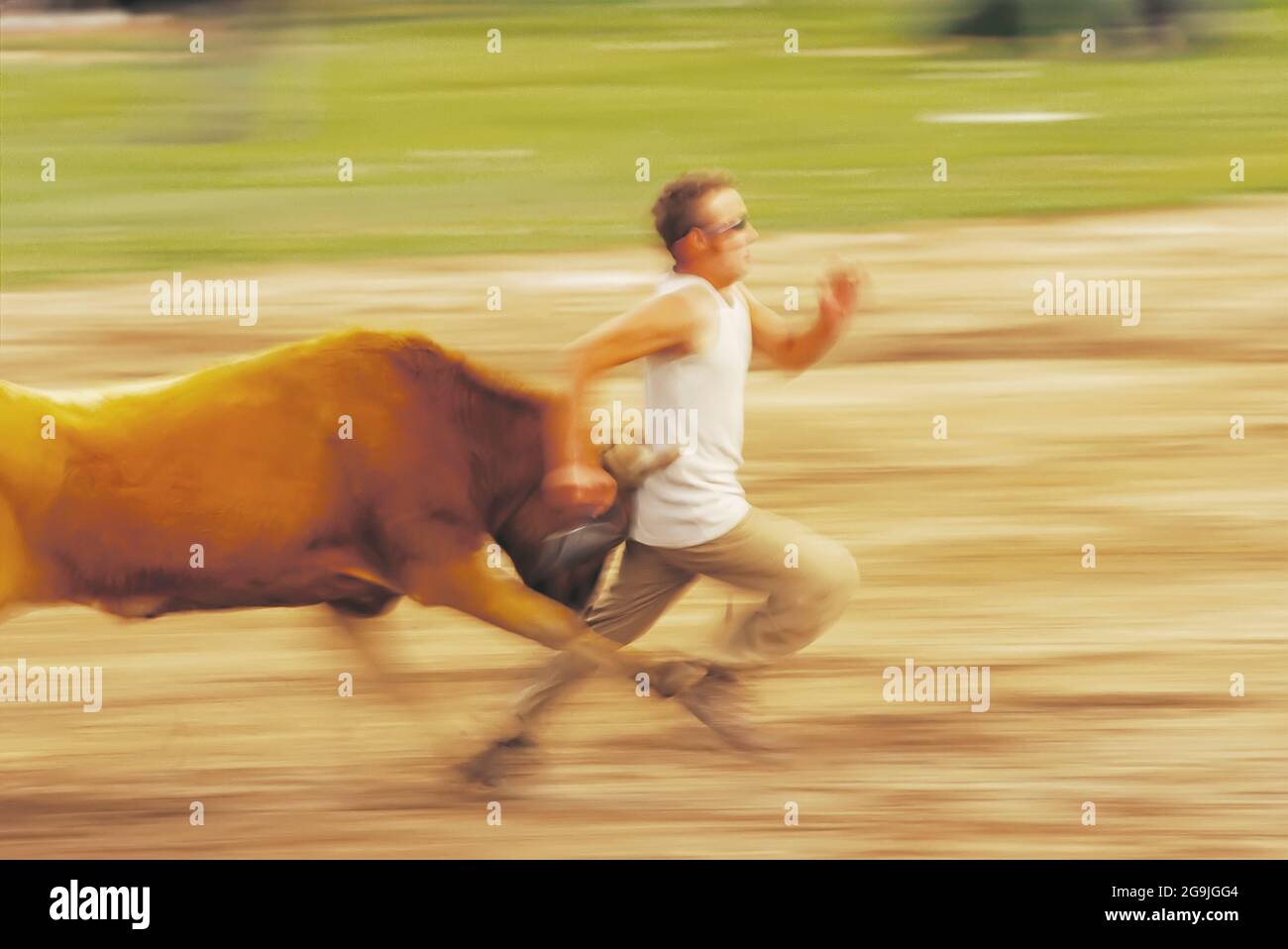 Bull chasing man, Bolivia, South America Stock Photo - Alamy