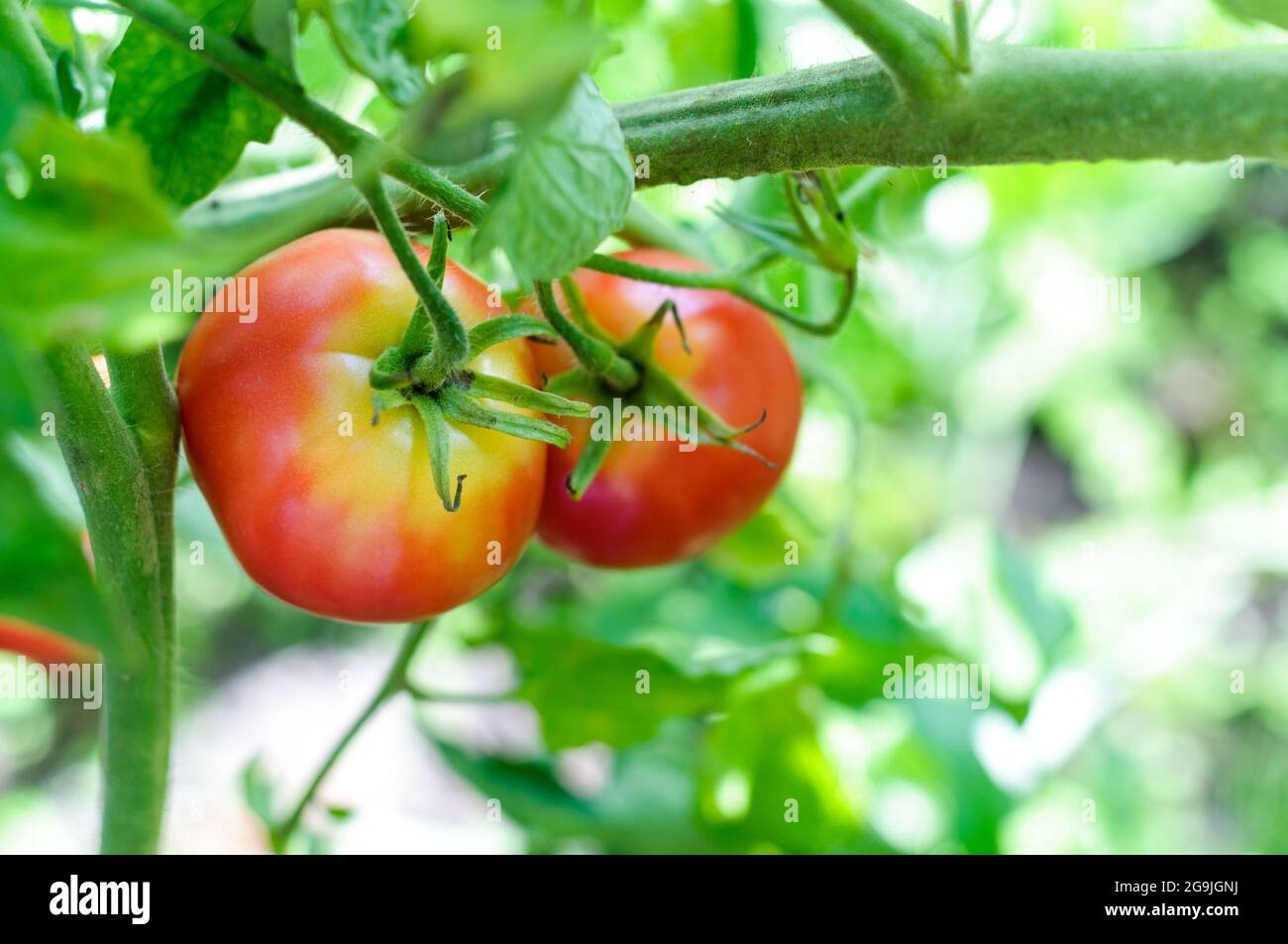 Tomato seedling stalk hi-res stock photography and images - Alamy