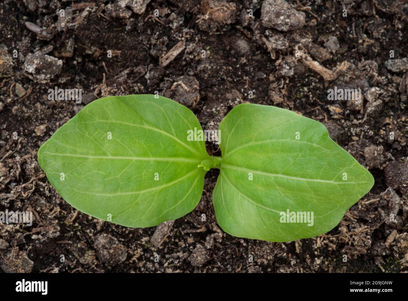 Small baobab tree africa hi-res stock photography and images - Alamy