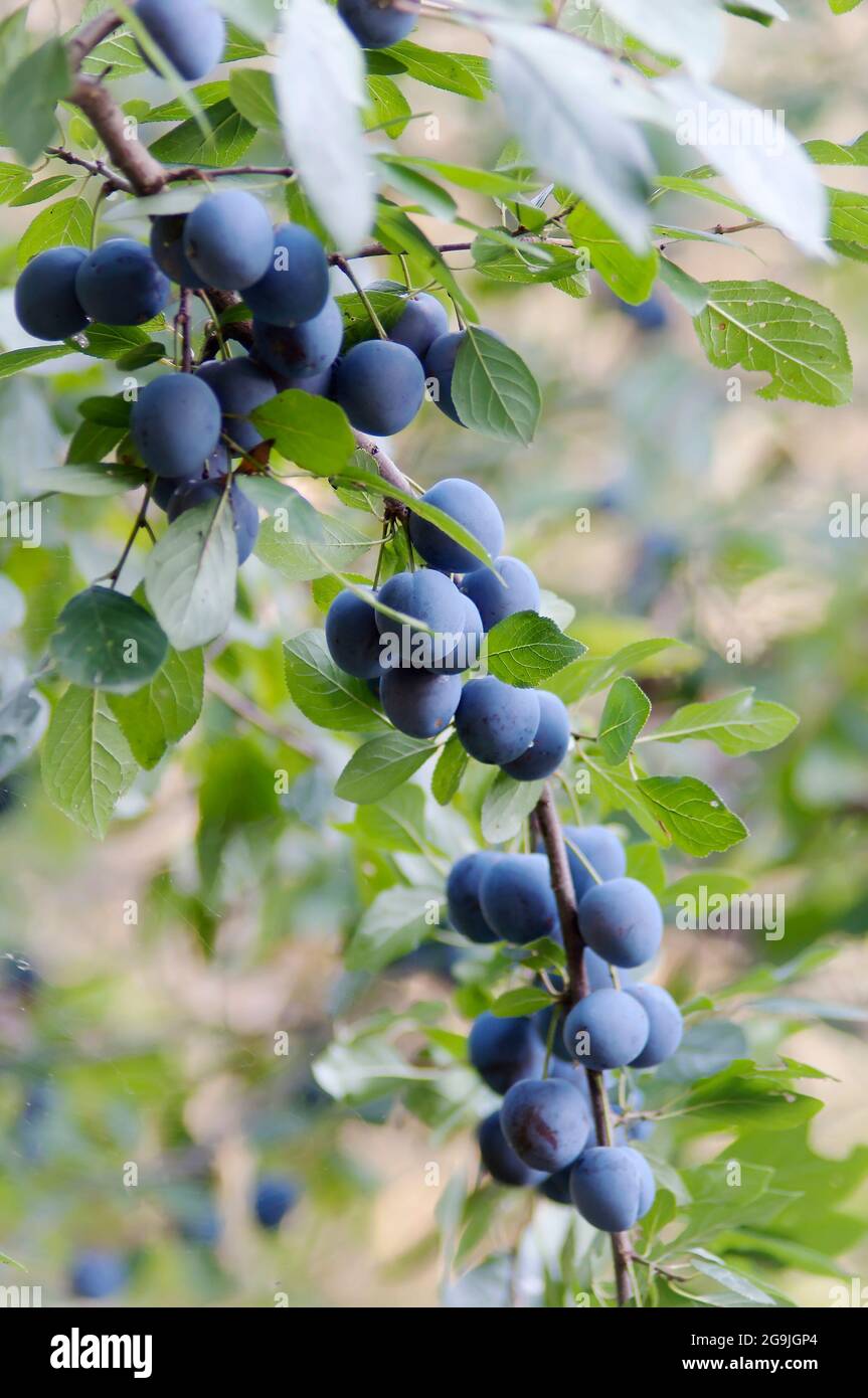 Prunus spinosa-sloe(fruit of the blackthorn Stock Photo - Alamy
