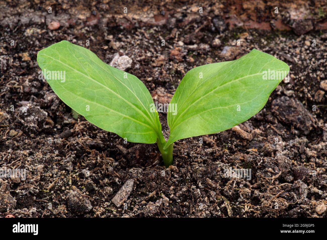 Small baobab tree africa hi-res stock photography and images - Alamy