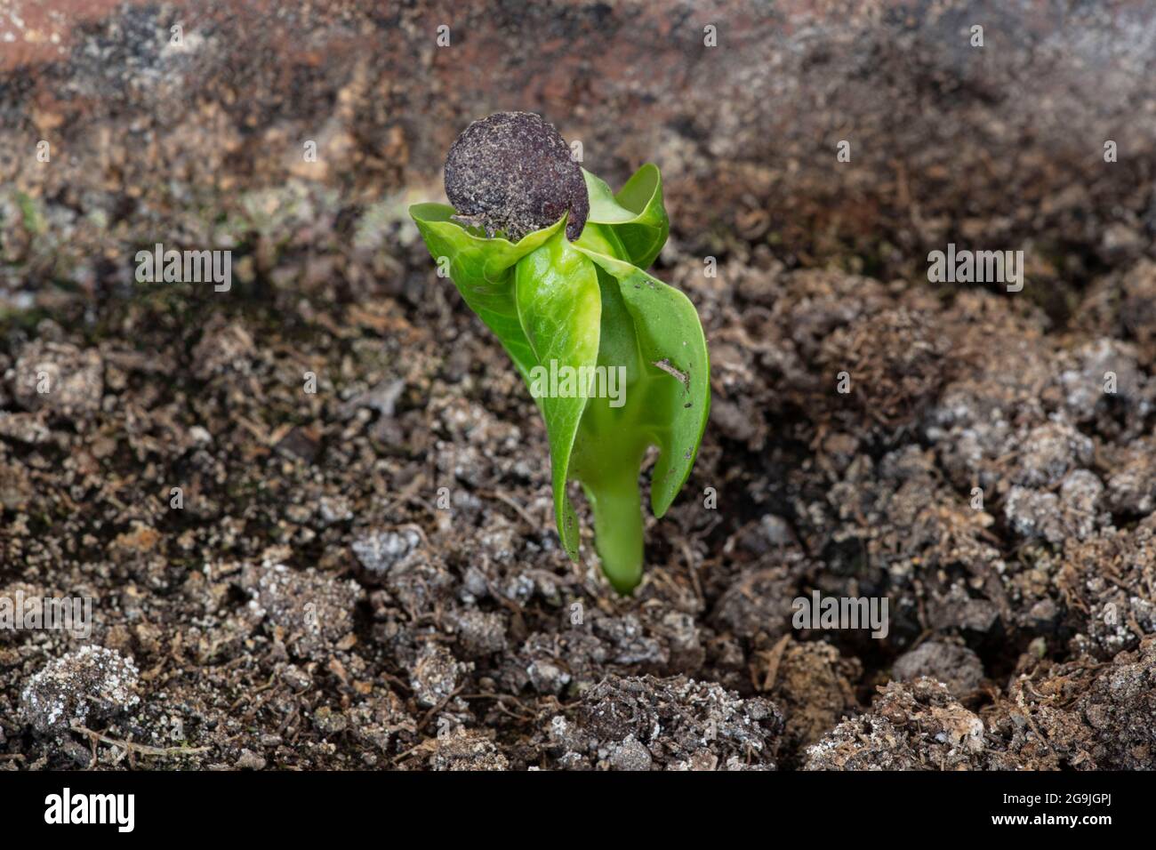 Baobab farm hi-res stock photography and images - Alamy