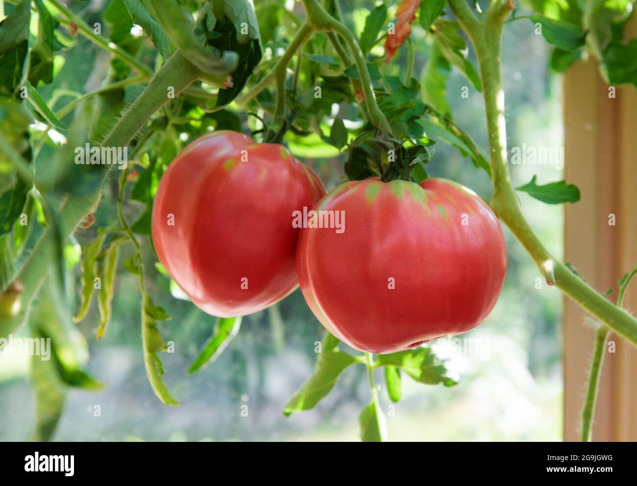 red organic tomato plant and fruit, giant tomatoes growing on the ...