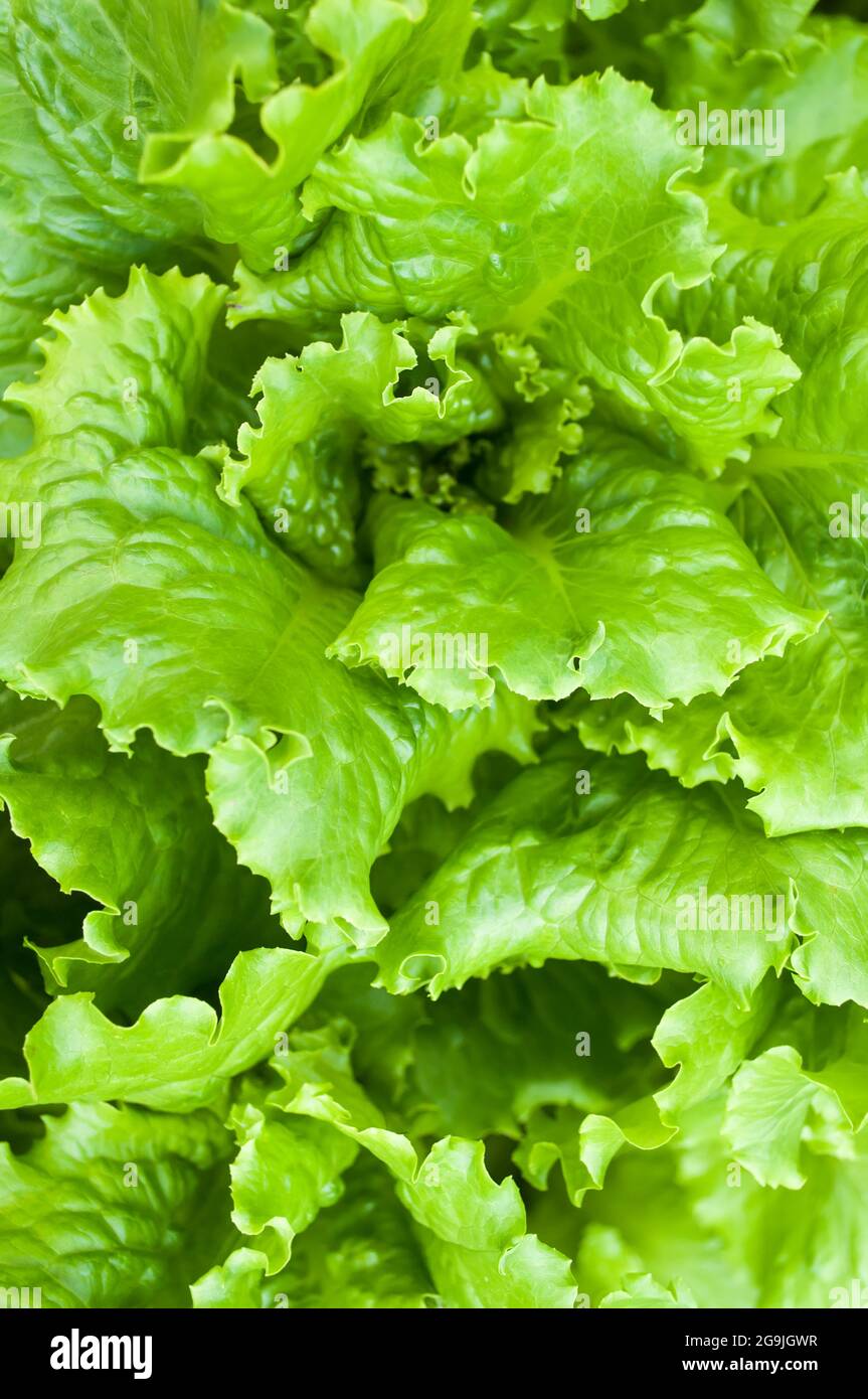 Green lettuce growing in hi-res stock photography and images - Alamy