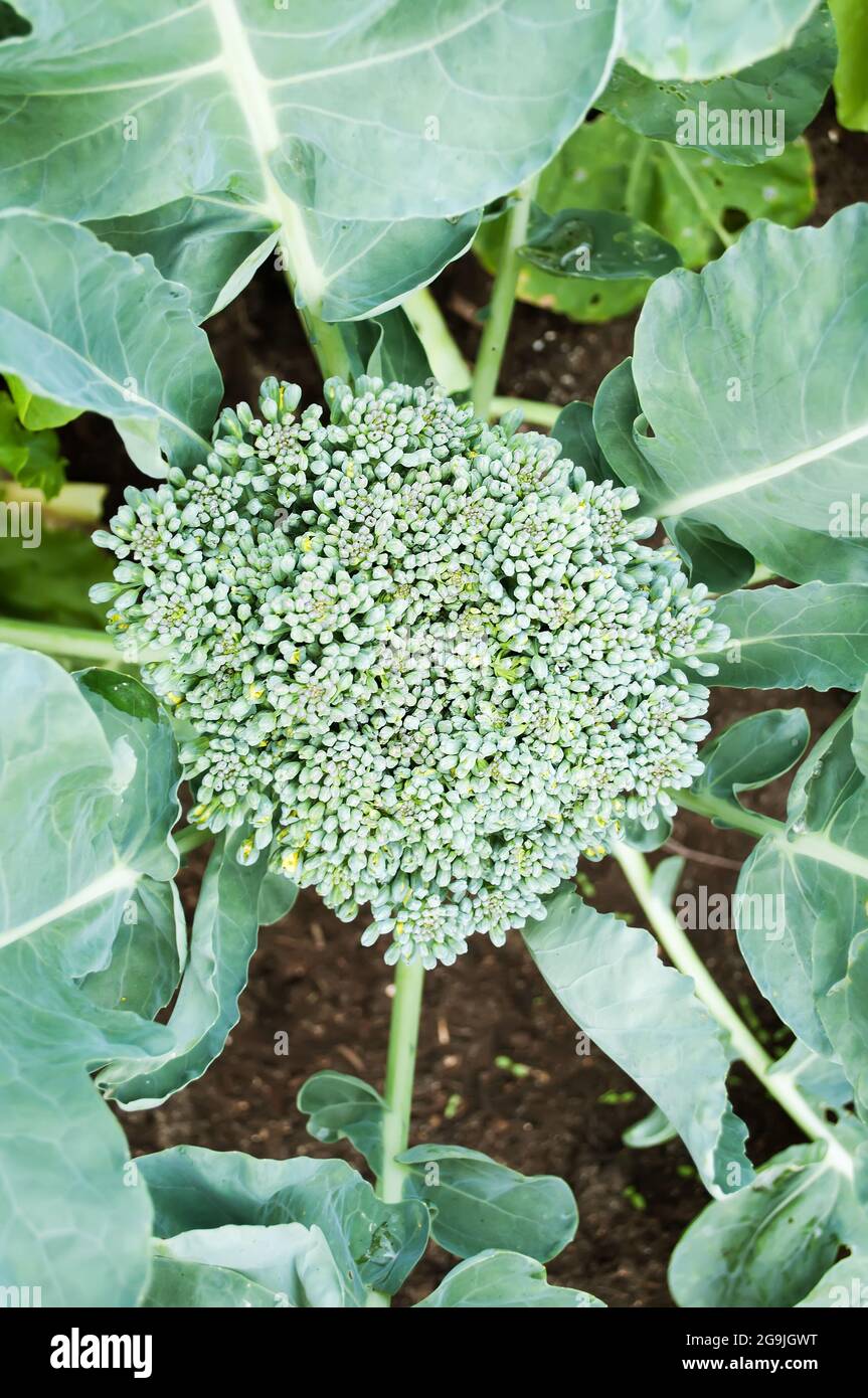 Broccoli cabbage patch hi-res stock photography and images - Alamy
