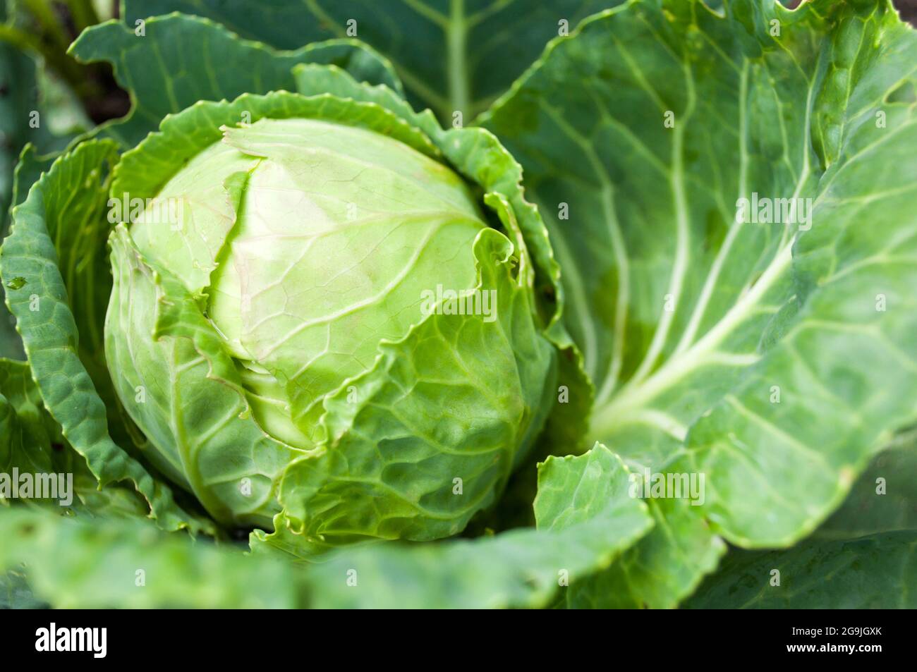 cabbage head growing on the vegetable bed Stock Photo - Alamy