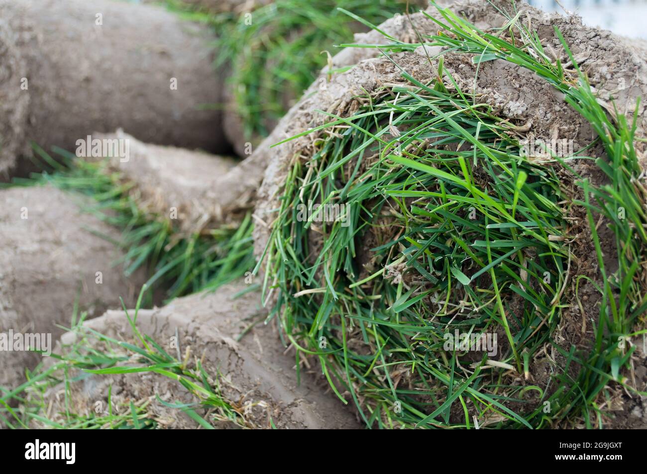 Grass Lawn - Turfs ready to be rolled. sod cover.Sod Roll Stock Photo ...