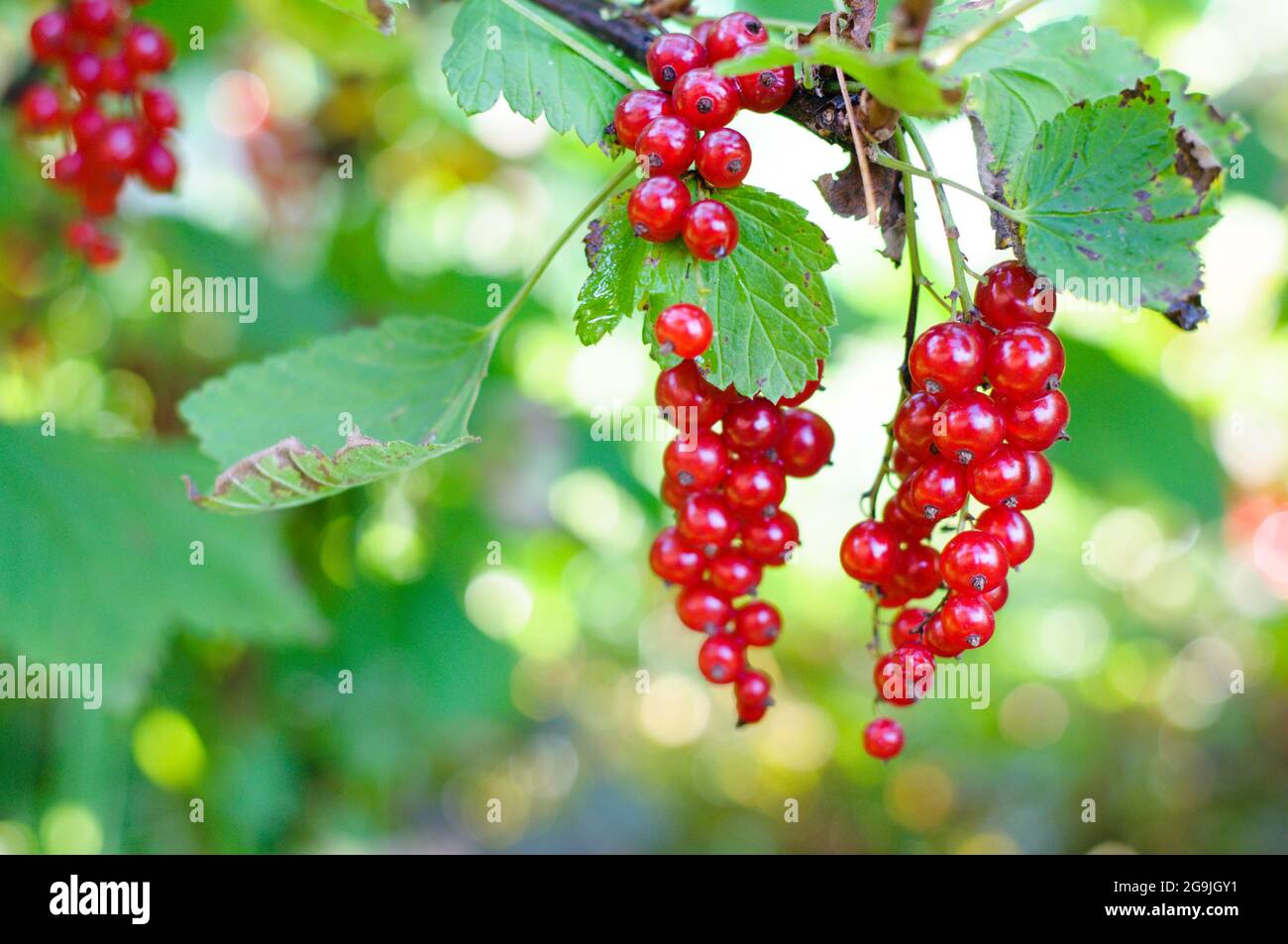 Red currant. Ripe and Fresh Organic Redcurrant Berries Growing in the ...