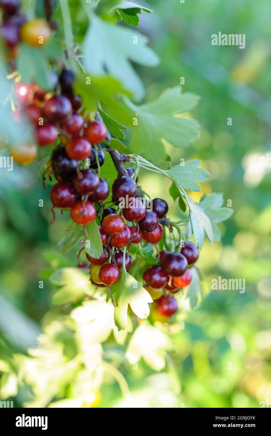 The jostaberry (lat. Ribes x nidigrolaria) is a cross fruit bush ...