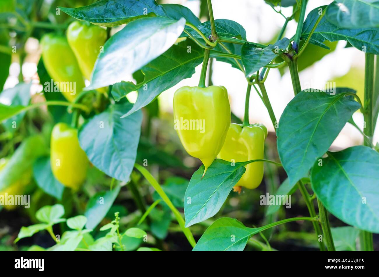 Green organic natural peppers on branch Stock Photo - Alamy