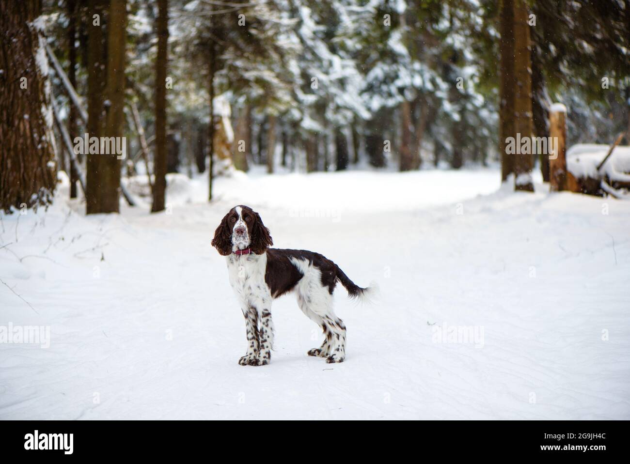 English springer spaniel puppy hi-res stock photography and images - Alamy