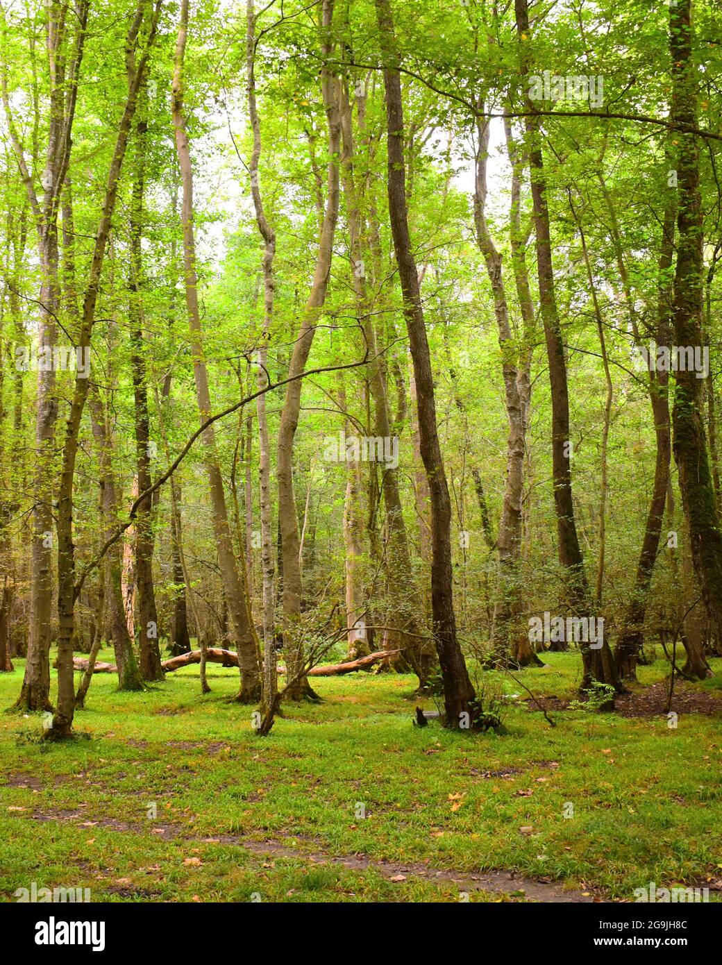 Greenwoods of iran hi-res stock photography and images - Alamy