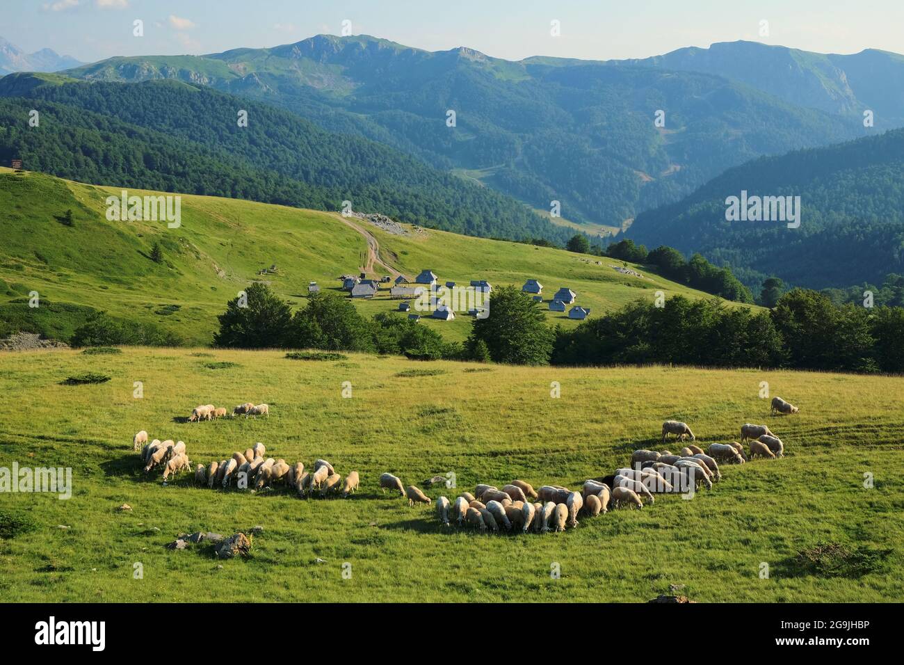 Balkan sheep hi-res stock photography and images - Alamy