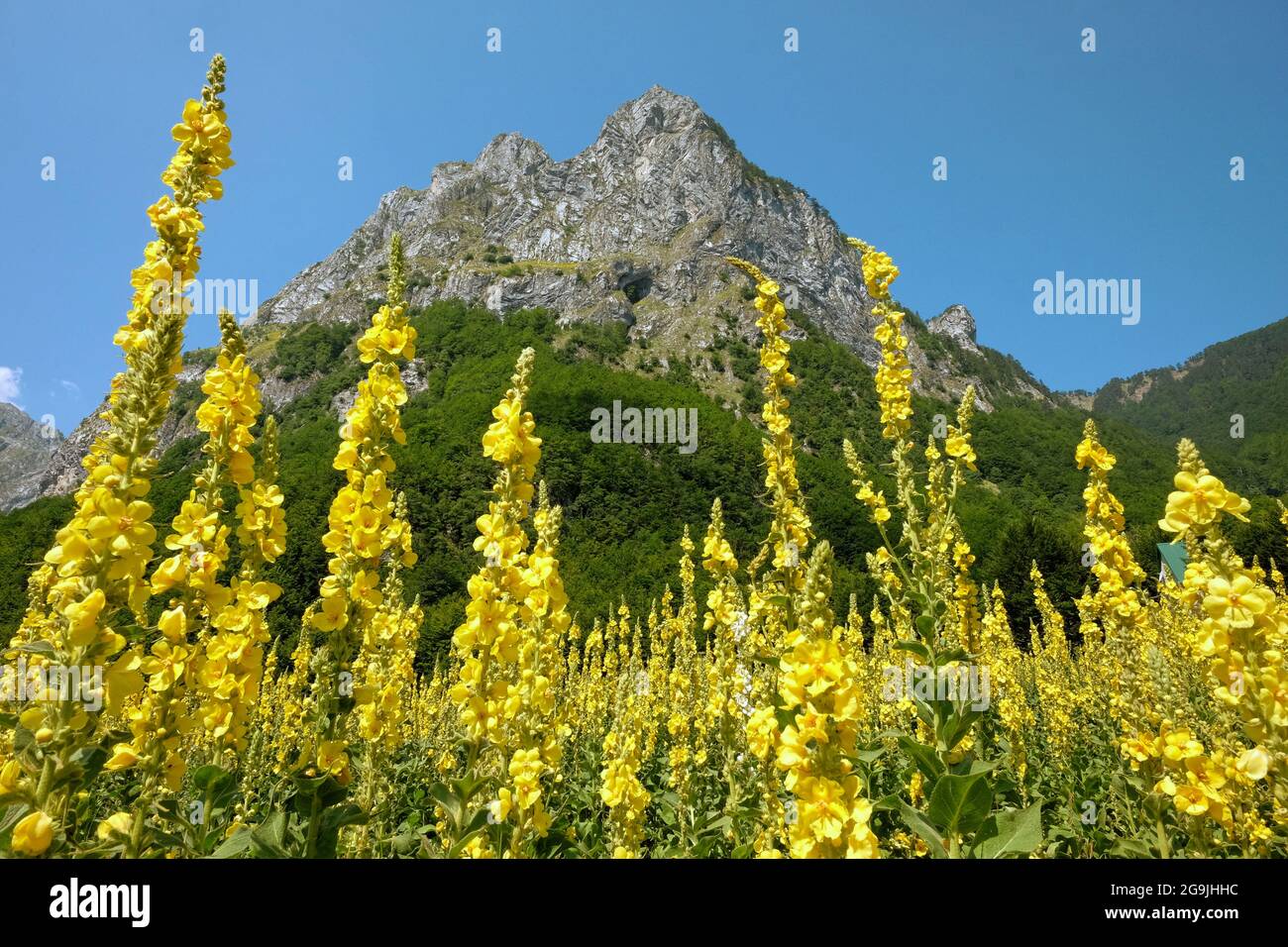 jagger rock formation and yellow flowering in Grebaje Valley ...