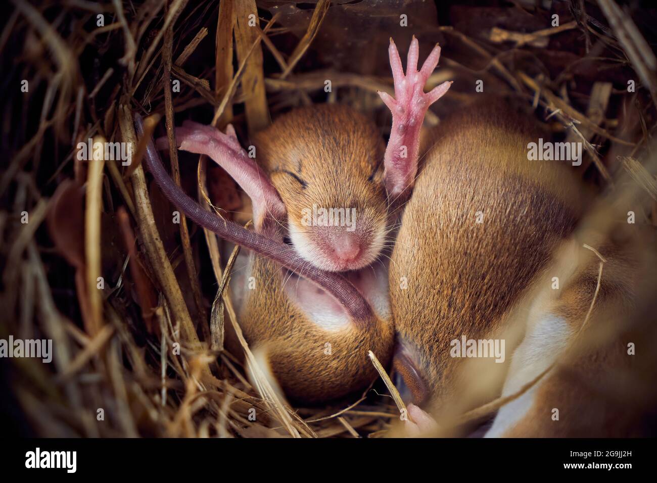 Baby mice sleeping in nest in funny position (Mus musculus Stock Photo ...