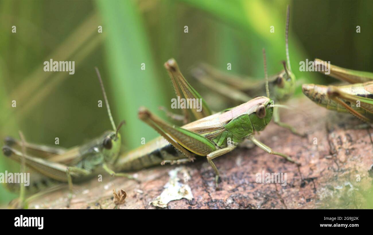 British Insects of Field and Meadow - Meadow Grasshoppers / Chorthippus ...