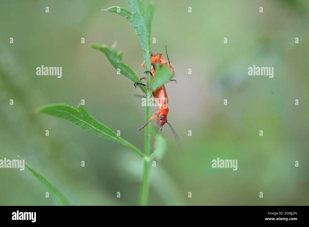 Mating pair of Common Red Soldier Beetles - Rhagonycha fulva Stock ...