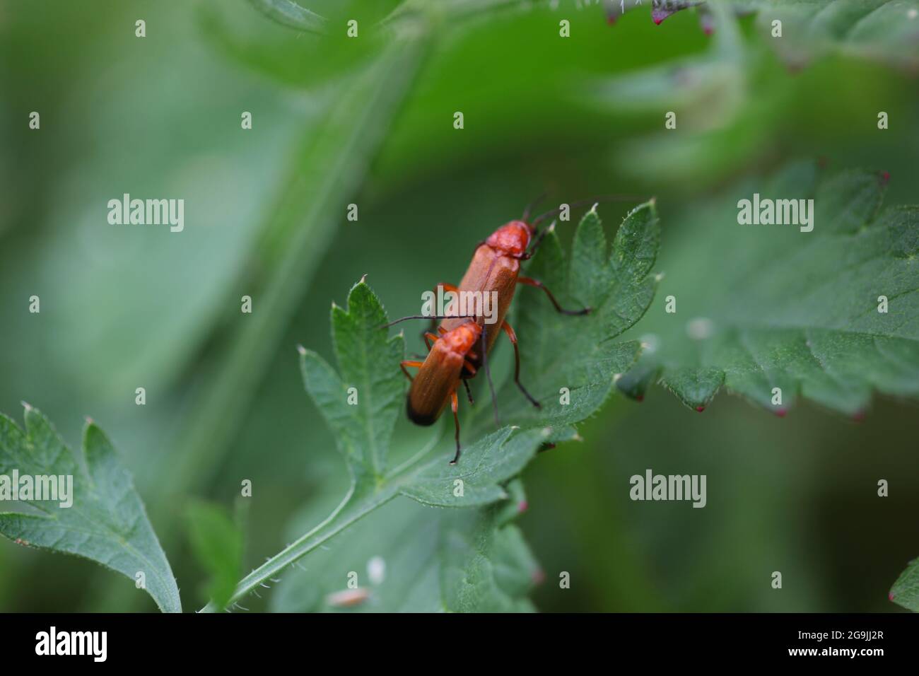 Mating pair of Common Red Soldier Beetles - Rhagonycha fulva Stock ...