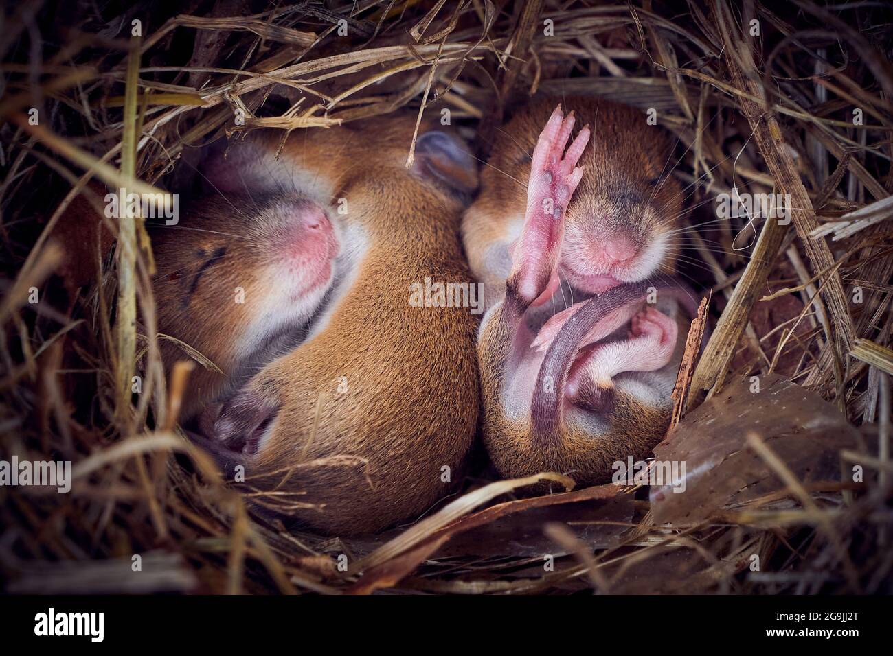 Baby mice sleeping in nest in funny position (Mus musculus Stock Photo ...