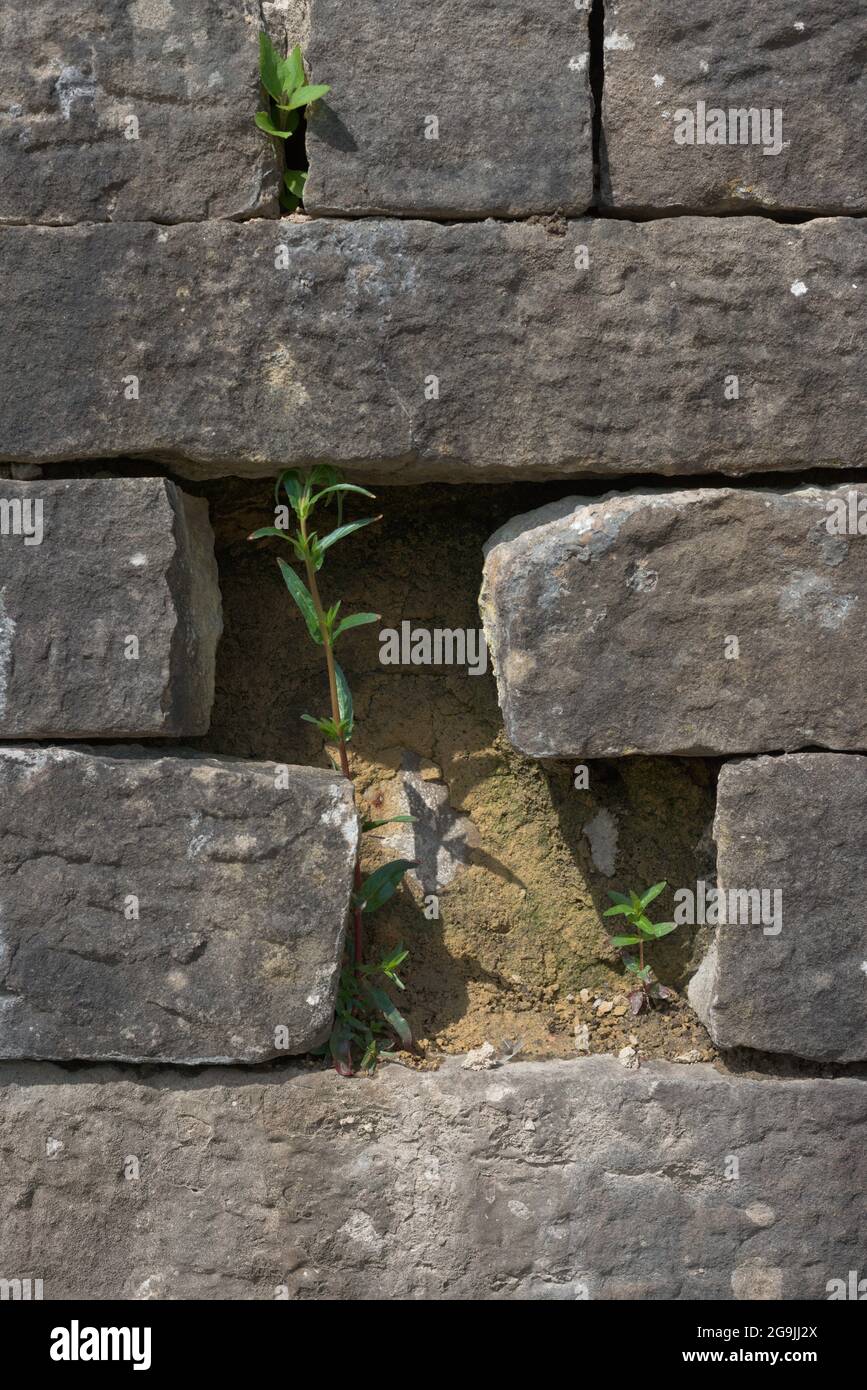 Sun baking hi-res stock photography and images - Alamy