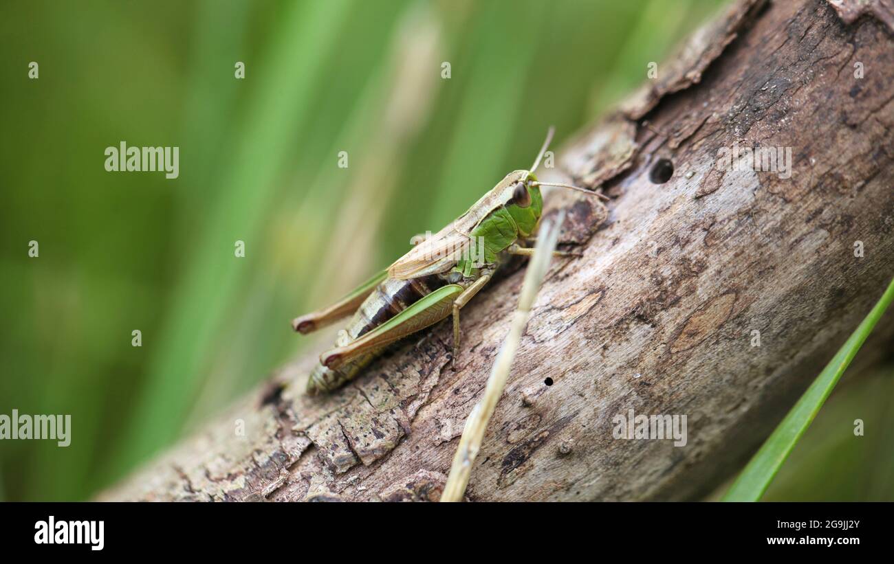 Grasshoppers & Crickets -British Insects a Meadow Grasshopper ...