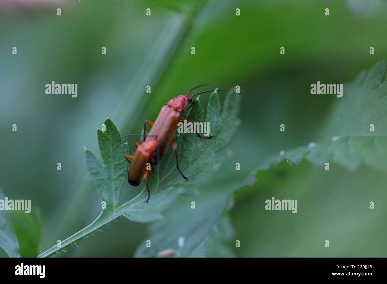 Mating pair of Common Red Soldier Beetles - Rhagonycha fulva Stock ...