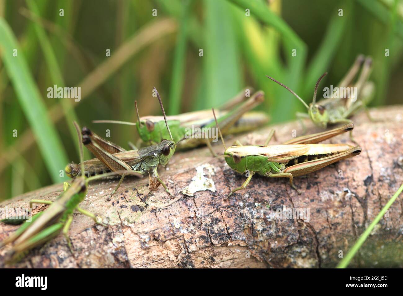 Grasshoppers tree hi-res stock photography and images - Alamy