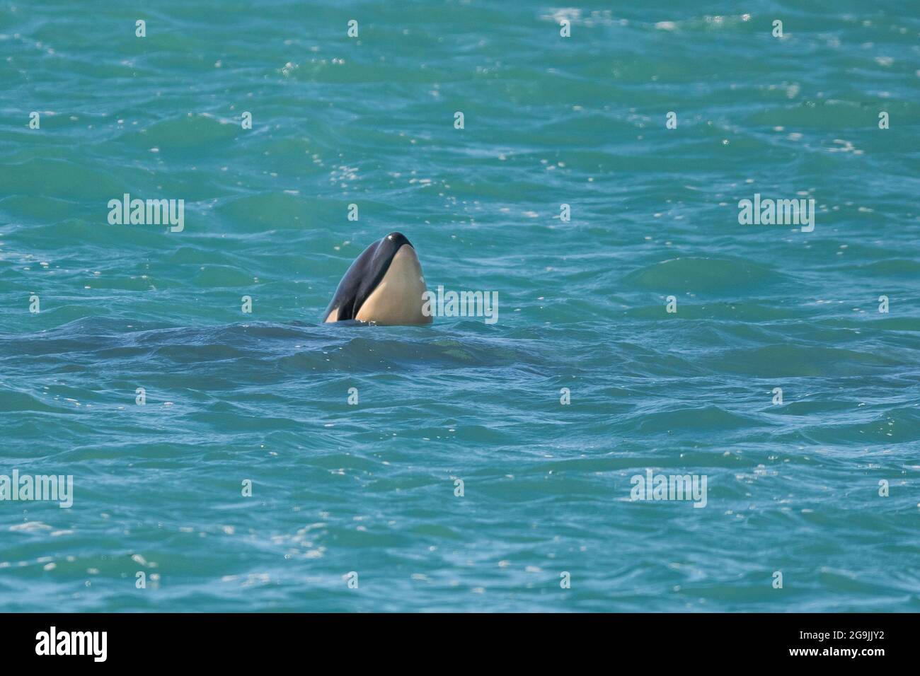 Killer whale hunting sea lions,Peninsula Valdes, Unesco World Heritage ...