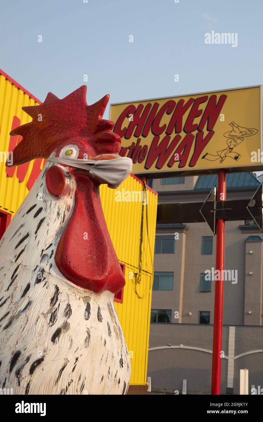 Giant rooster sculpture wearing a mask over its beak during the covid ...