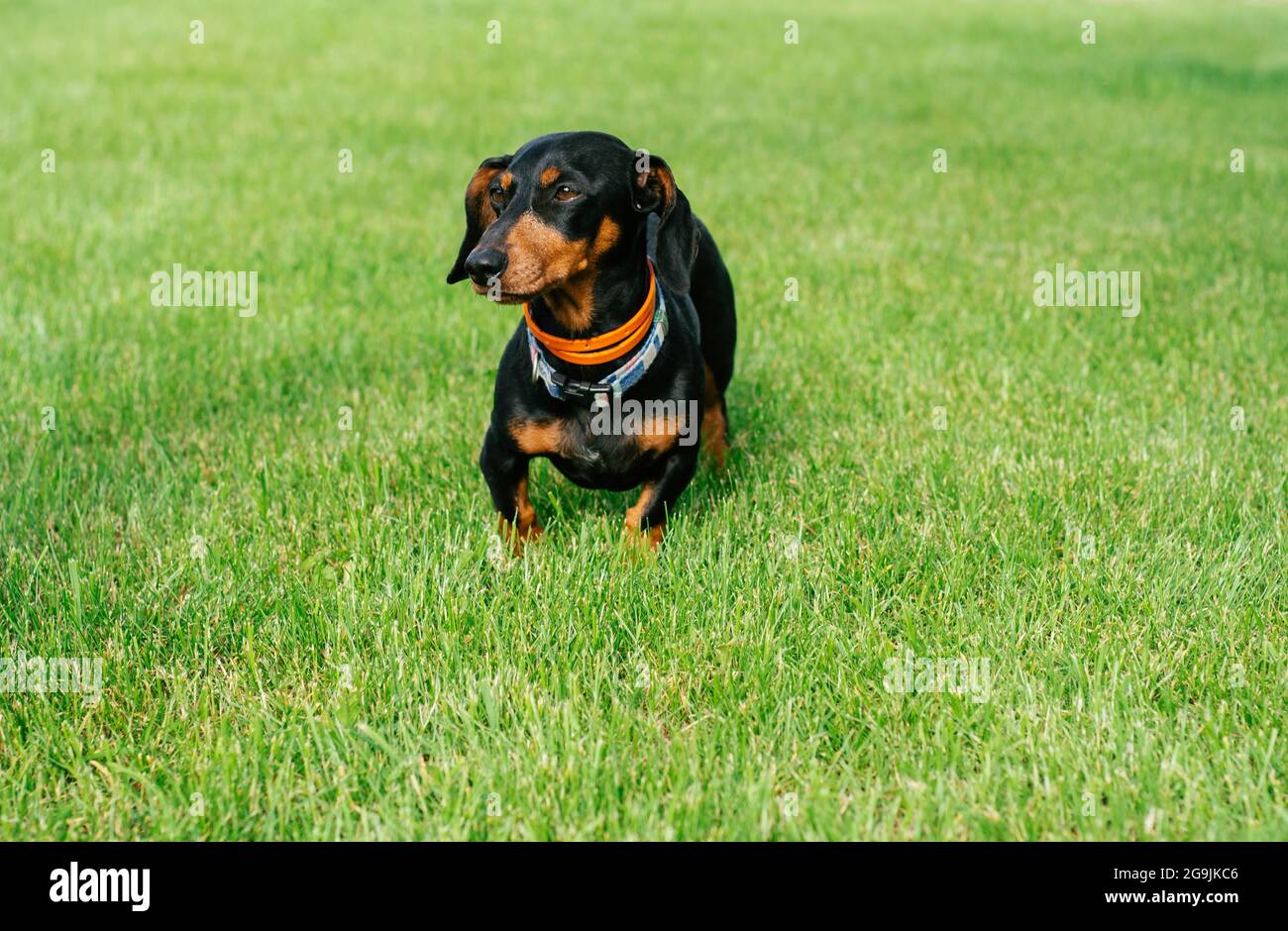 Tan dachshund hi-res stock photography and images - Alamy