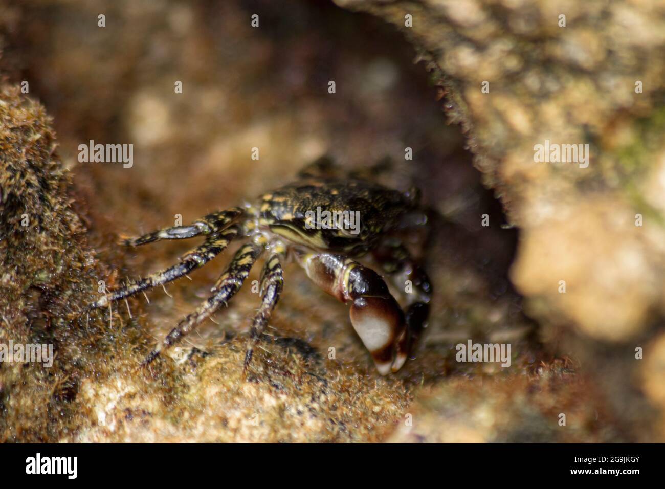 Carcinus maenas crab specie. Small sea crab hides in crack of rock in ...