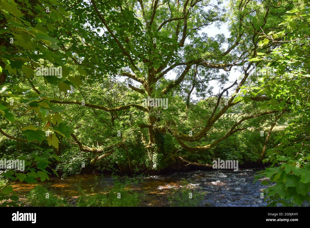Respryn bridge river fowey hi-res stock photography and images - Alamy