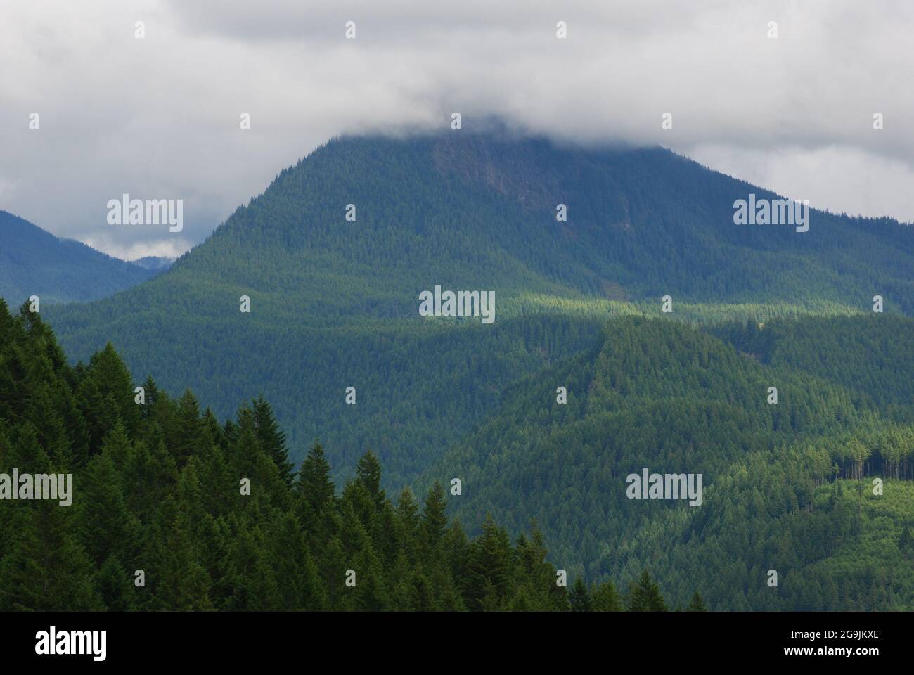 Green forests of the Oregon Cascades Stock Photo - Alamy