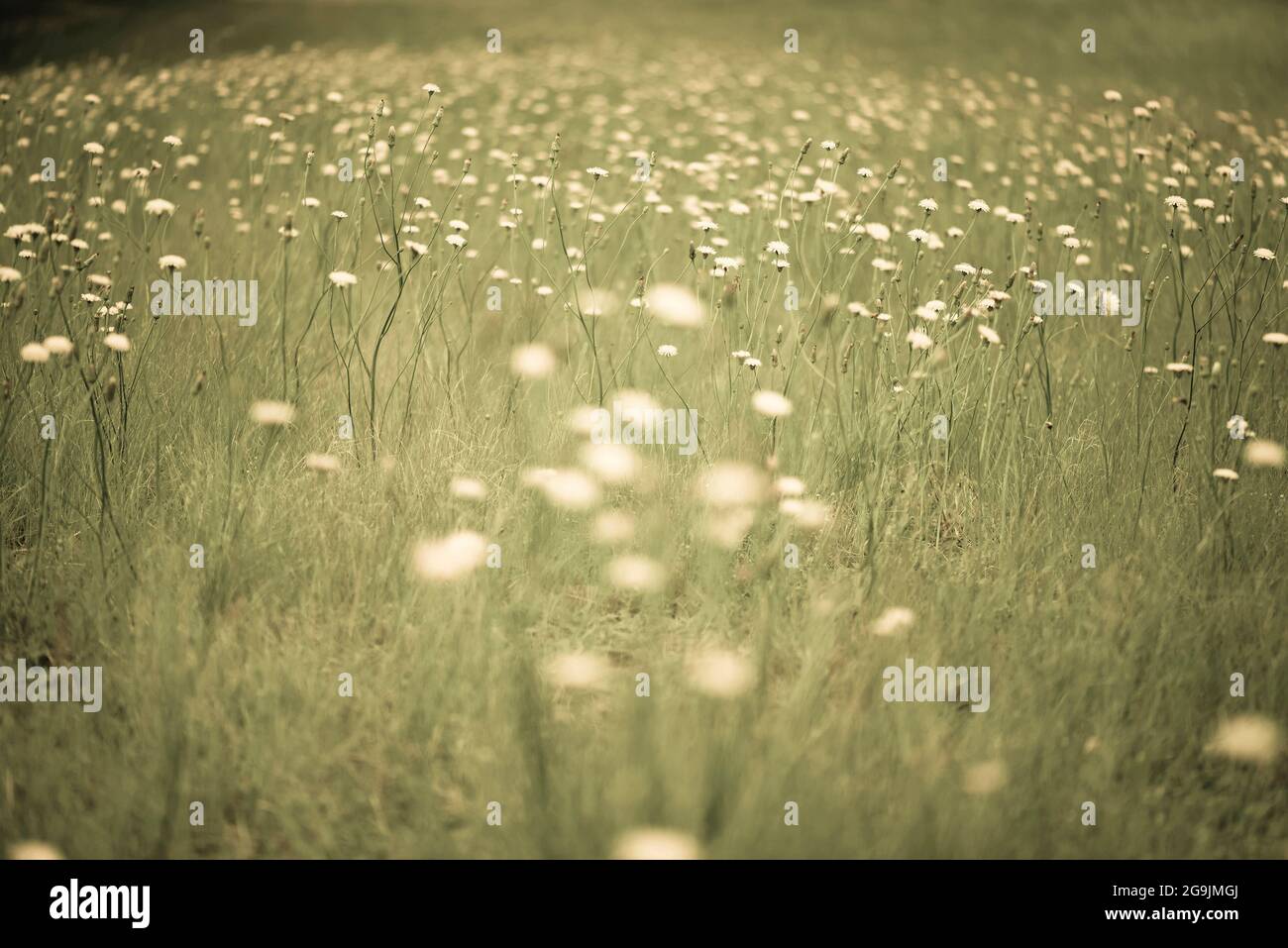 Wild flora, flowers in spring in the Pampas landscape, La Pampa ...