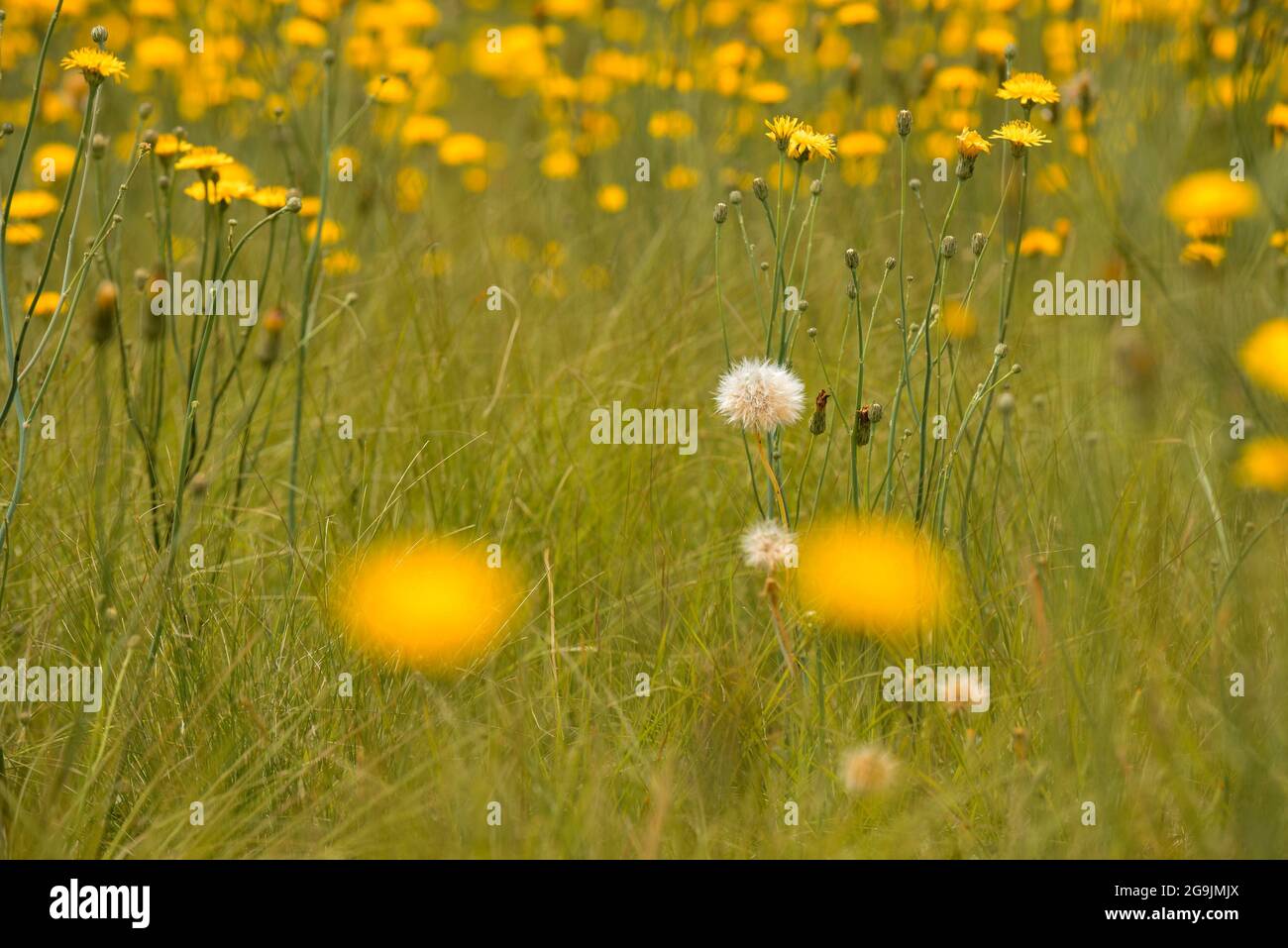 Wild flora, flowers in spring in the Pampas landscape, La Pampa ...