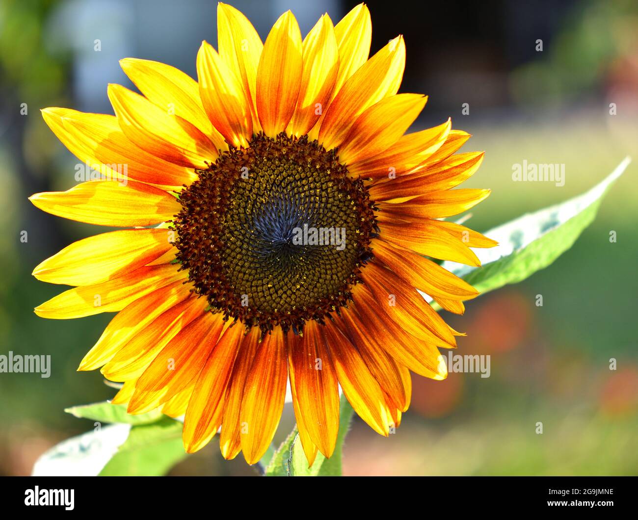 Single large sunflower (Helianthus) with yellow, orange, and brown ...
