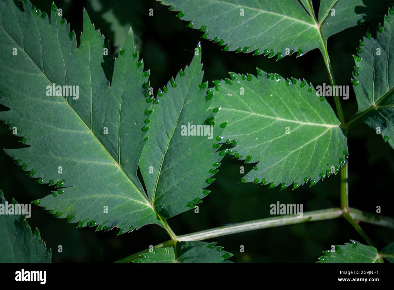 Dew collecting around the edges of leaves in the forest Stock Photo - Alamy