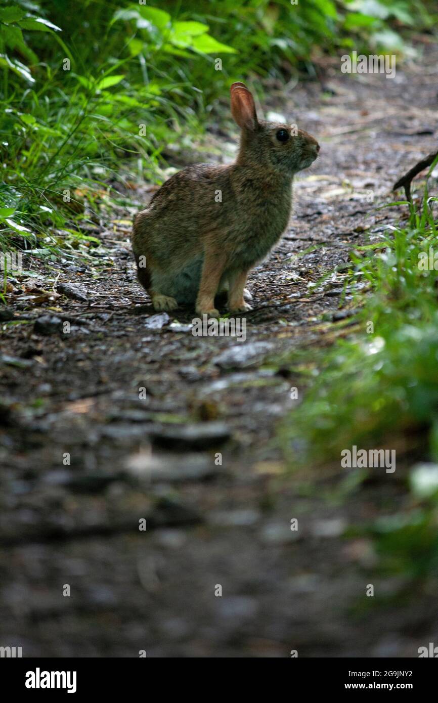 A wild rabbit stopped on a hiking trail in the woods with ears perked ...
