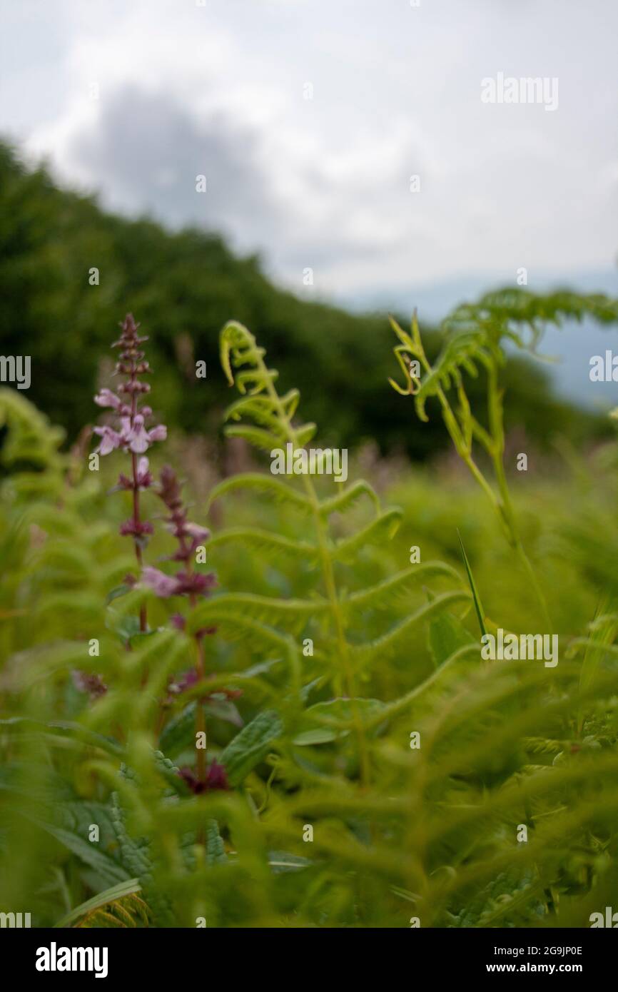 Purple wild snapdragon flowers with ferns growing native plants in ...