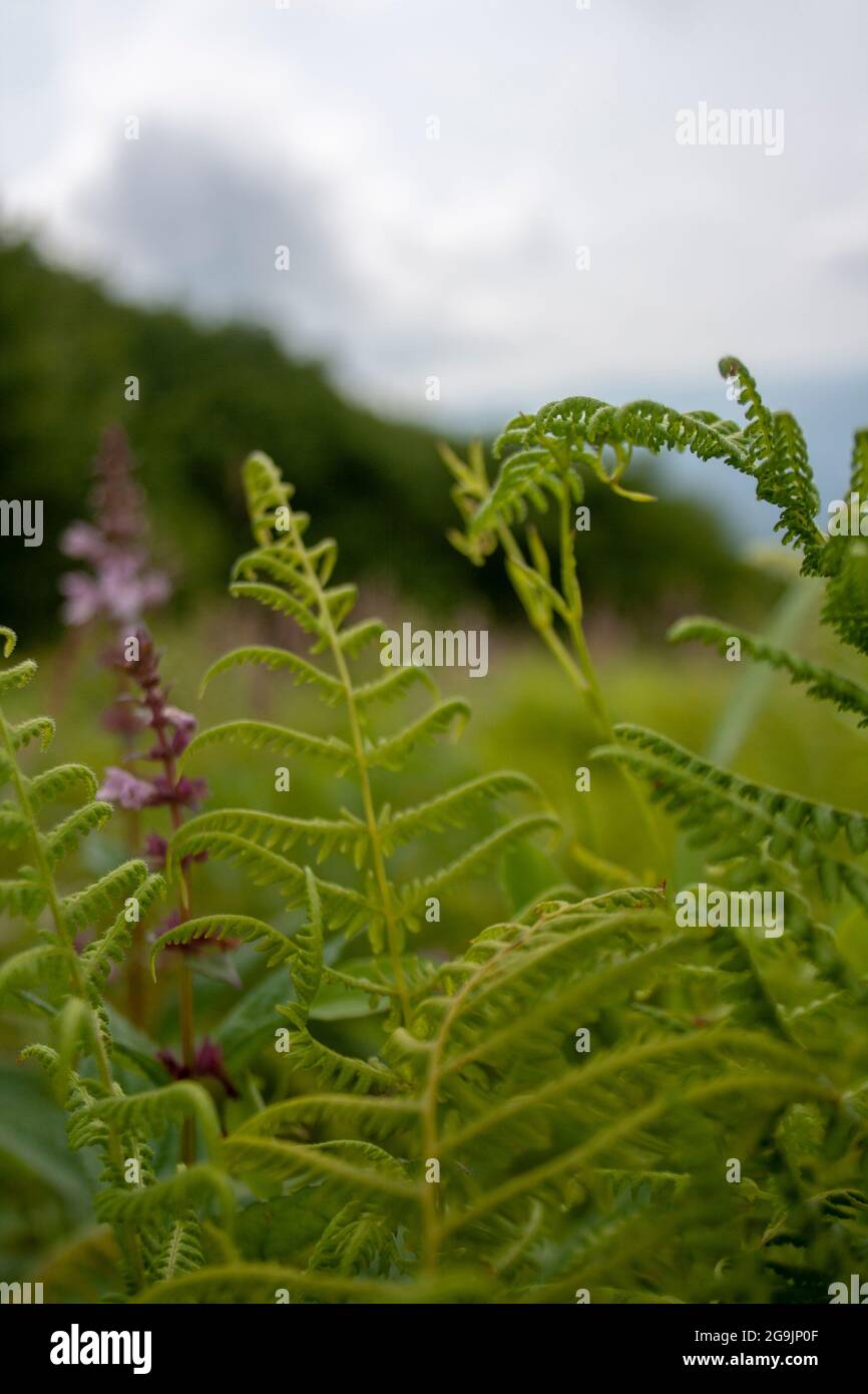 Purple wild snapdragon flowers with ferns growing native plants in ...
