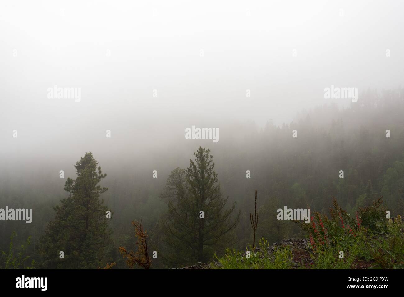 Landscape of a forest covered in greenery and fog in the daytime Stock ...