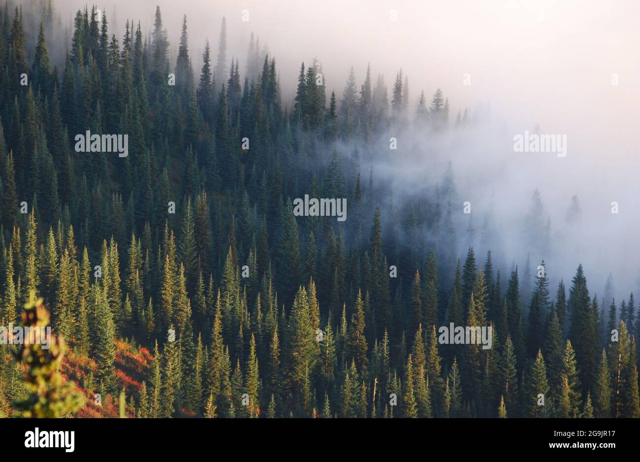 Mist creeping into a forest in the Cascade Mountains Stock Photo - Alamy