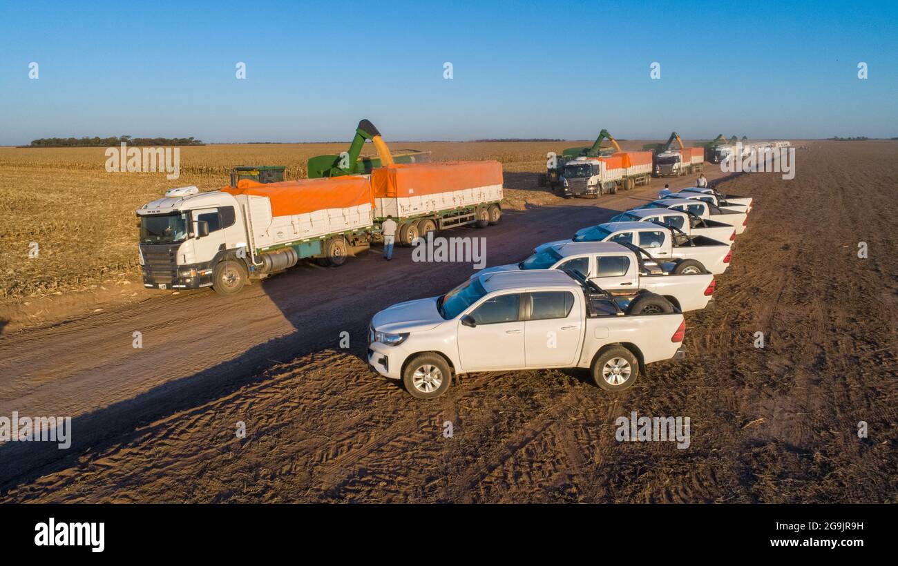 Aerial view of unloading corn grain into trucks after harvest in the ...