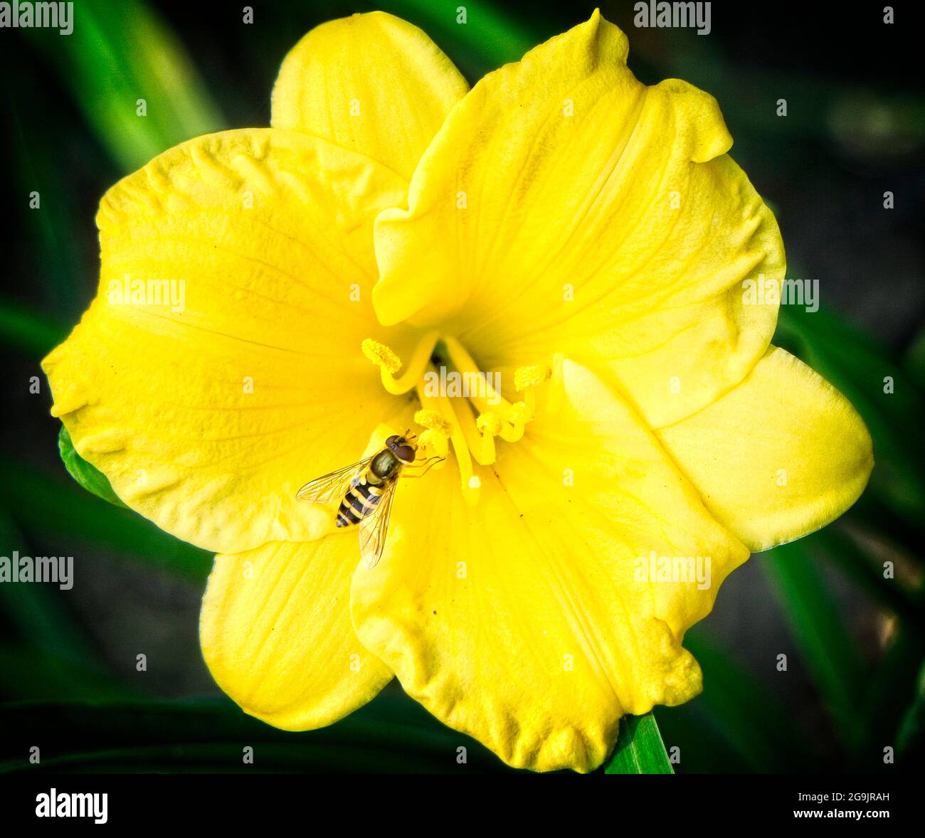 Calgary bee hi-res stock photography and images - Alamy
