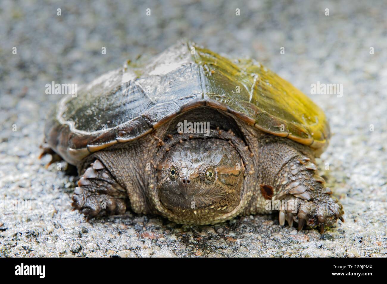 Common snapping turtle chelydra serpentina crossing road hi-res stock ...