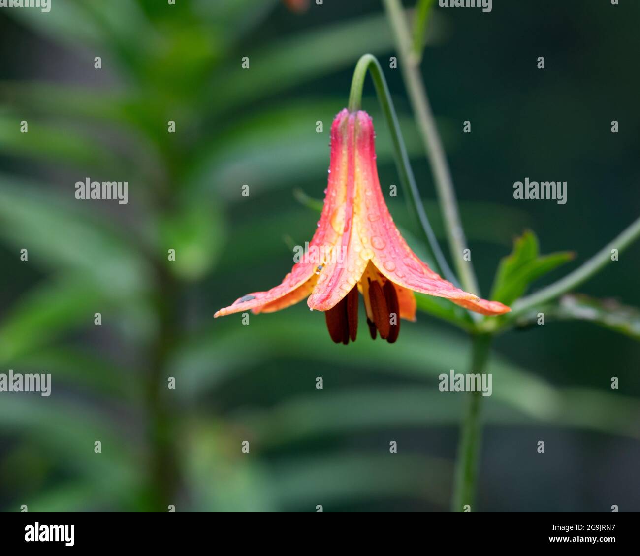 A Canada lily flower, Lilium canadense, growing wild in the wilderness ...