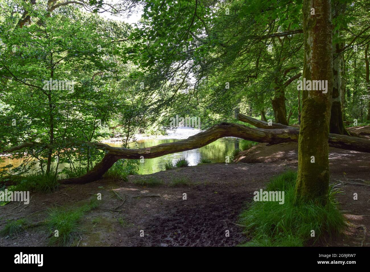 Respryn bridge river fowey hi-res stock photography and images - Alamy