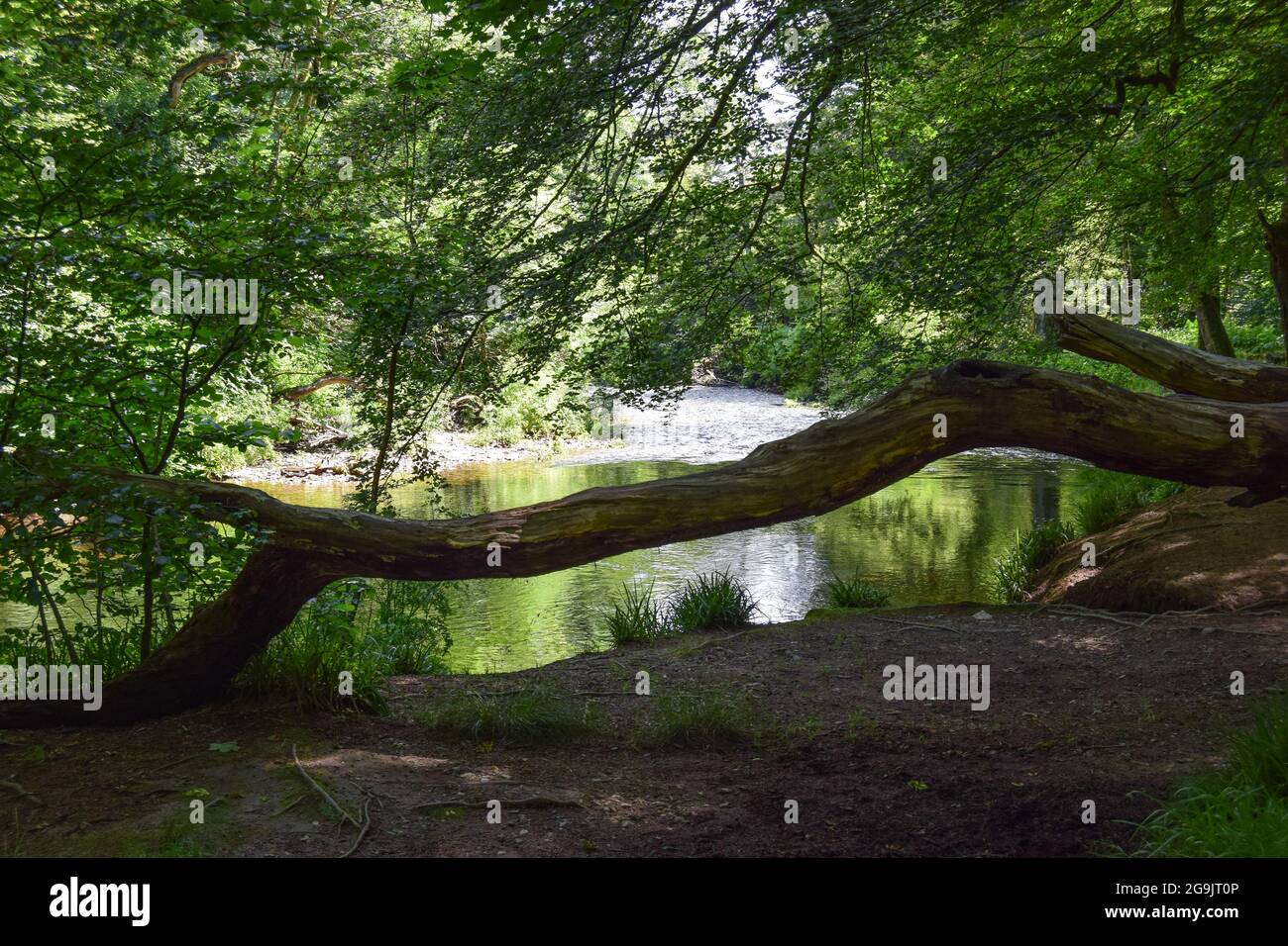 Respryn bridge river fowey hi-res stock photography and images - Alamy