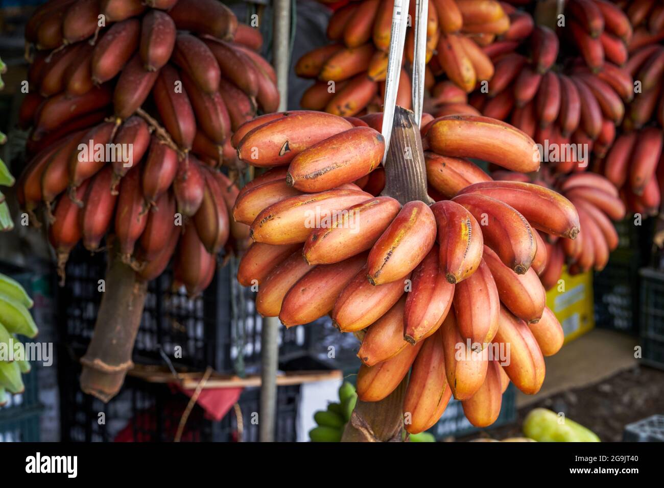 Dragon fruit guangdong hi-res stock photography and images - Alamy